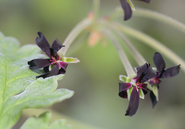 Pelargonium Facts - Vitamin Expert