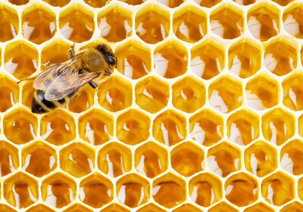 Propolis Facts - Vitamin Expert