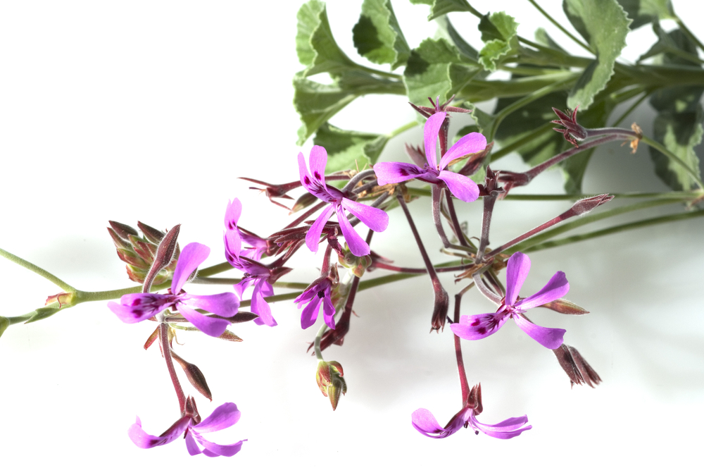 Herb Health: Pelargonium - Vitamin Expert