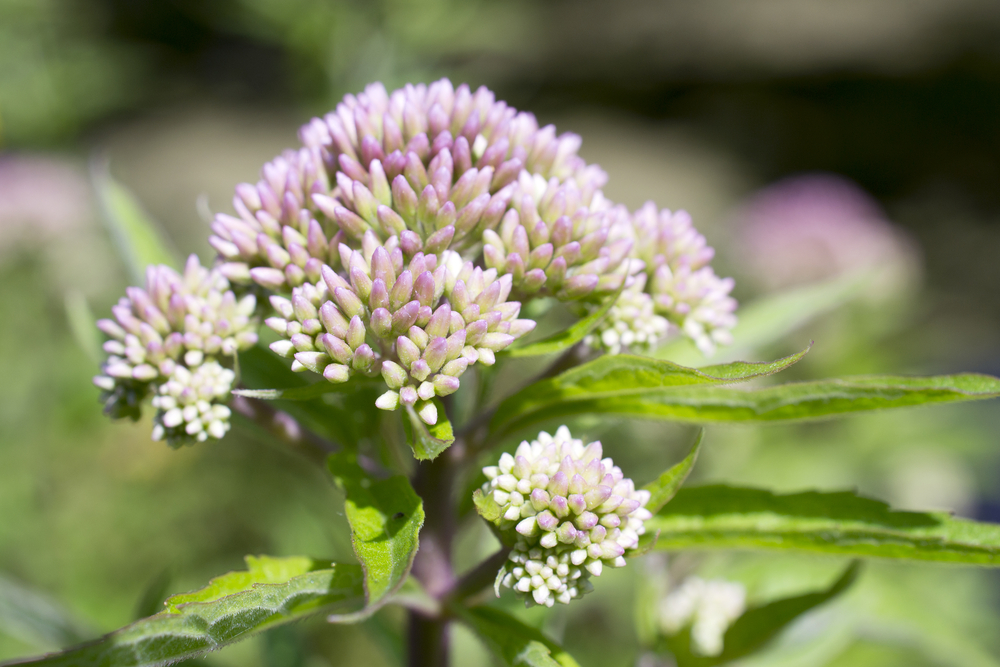 Valerian Facts - Vitamin Expert