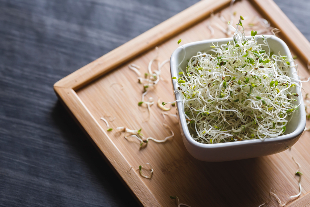 Alfalfa: discover our herb of the month. With Herbfacts.